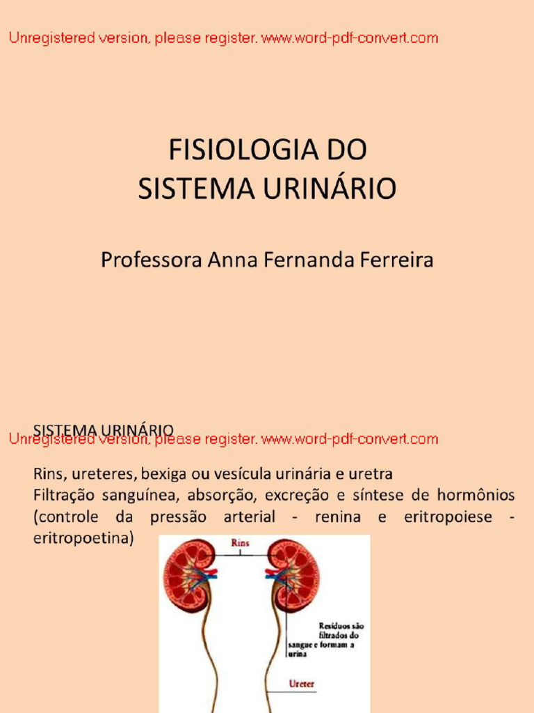 Fisiologia Do Sistema Urinário | PDF