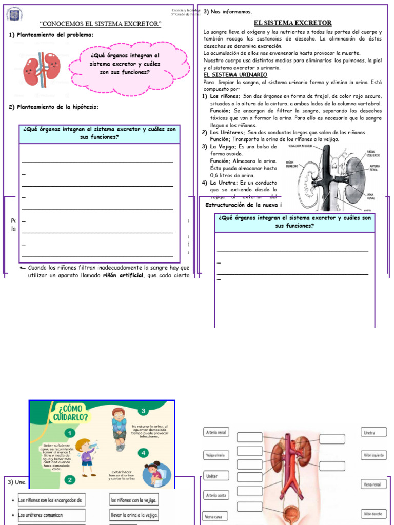 ficha ciencia sistema excretor | PDF | Sistema urinario | Riñón
