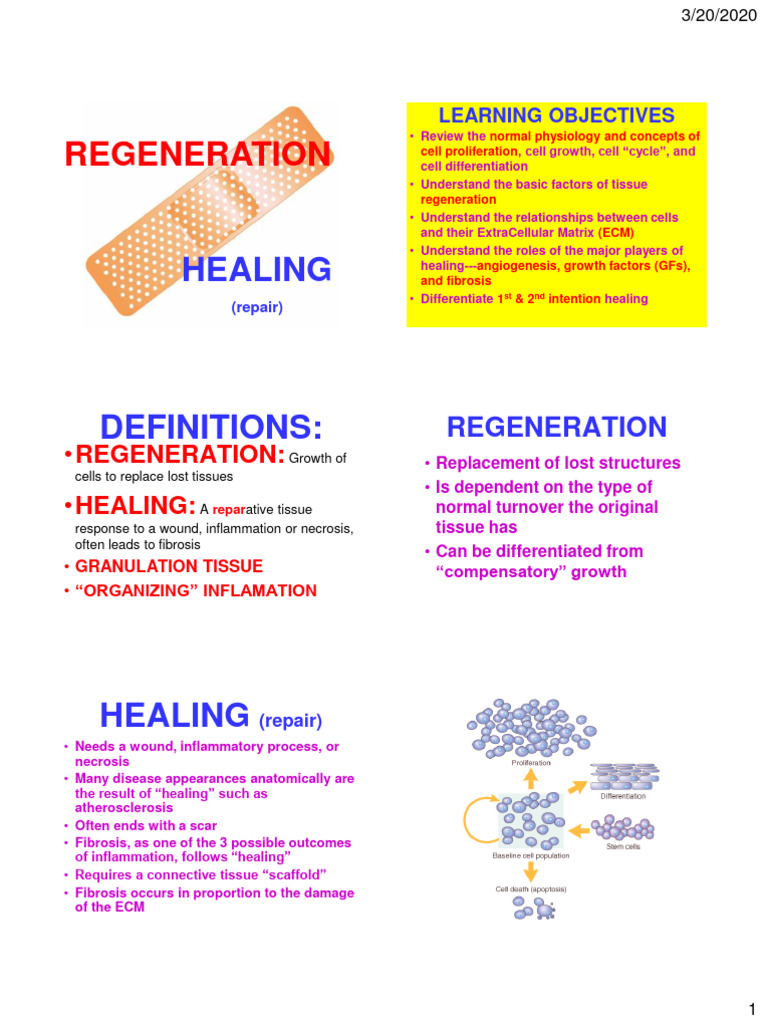 Ch3-Regeneration - Cardiopulmonary Pathophysiology | PDF | Wound Healing | Extracellular Matrix