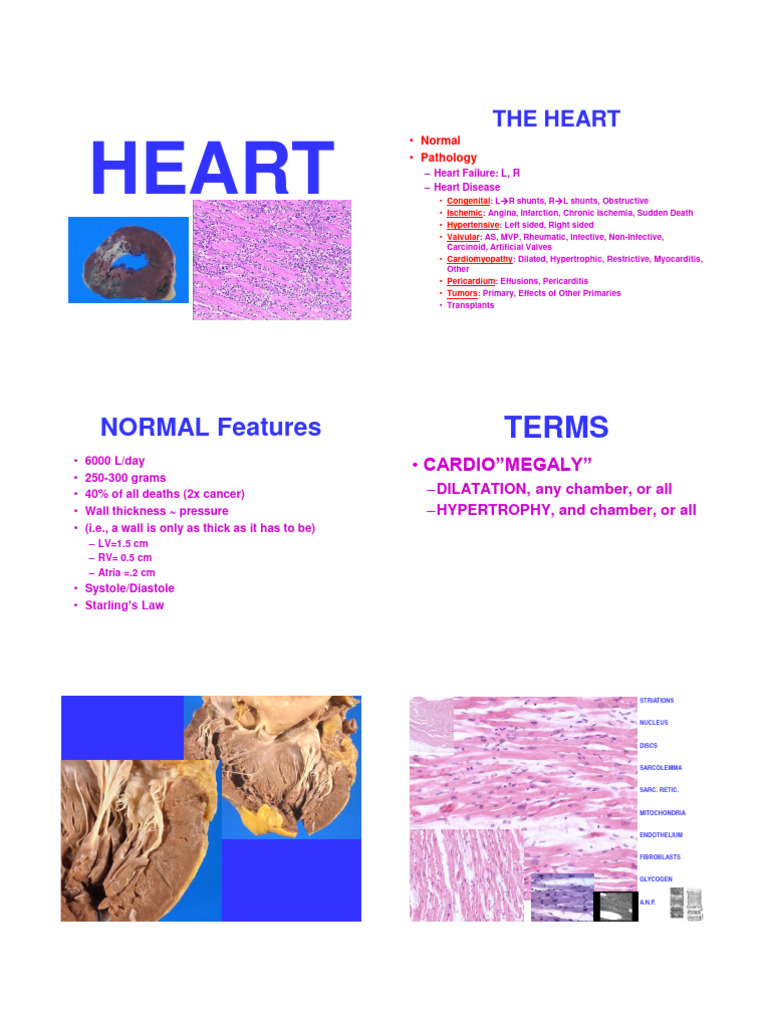 Ch12-Heart - Lecture - Cardiopulmonary Pathophysiology | PDF | Heart ...