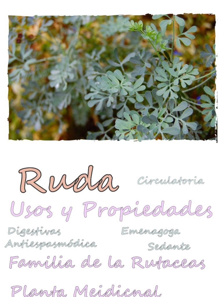 Beneficios de la Ruda para la Salud | PDF | Salud y bienestar