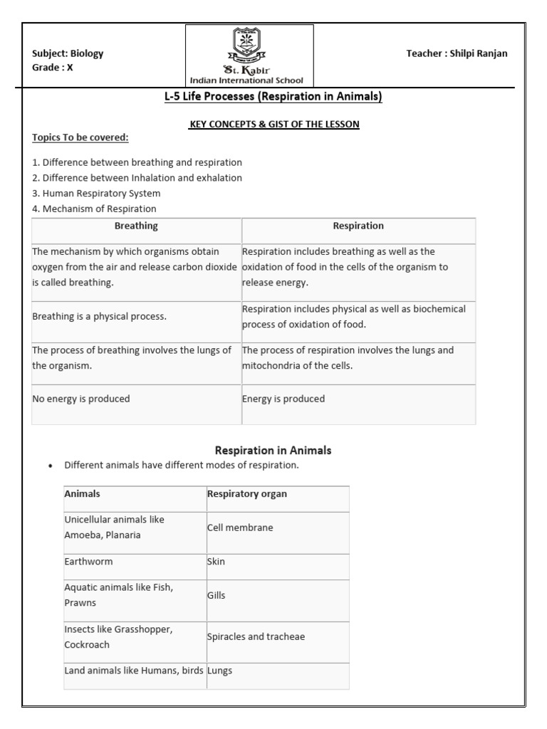 Respiration in Animals: Key Concepts | PDF | Respiratory System | Breathing
