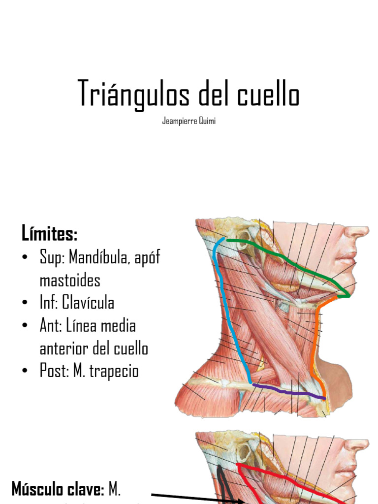 Triángulos Del Cuello | PDF | Cabeza y cuello humanos | Anatomía humana