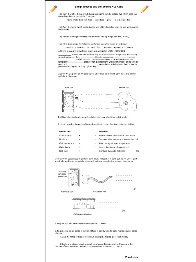KS3 Y7 Science Cells Worksheet | PDF