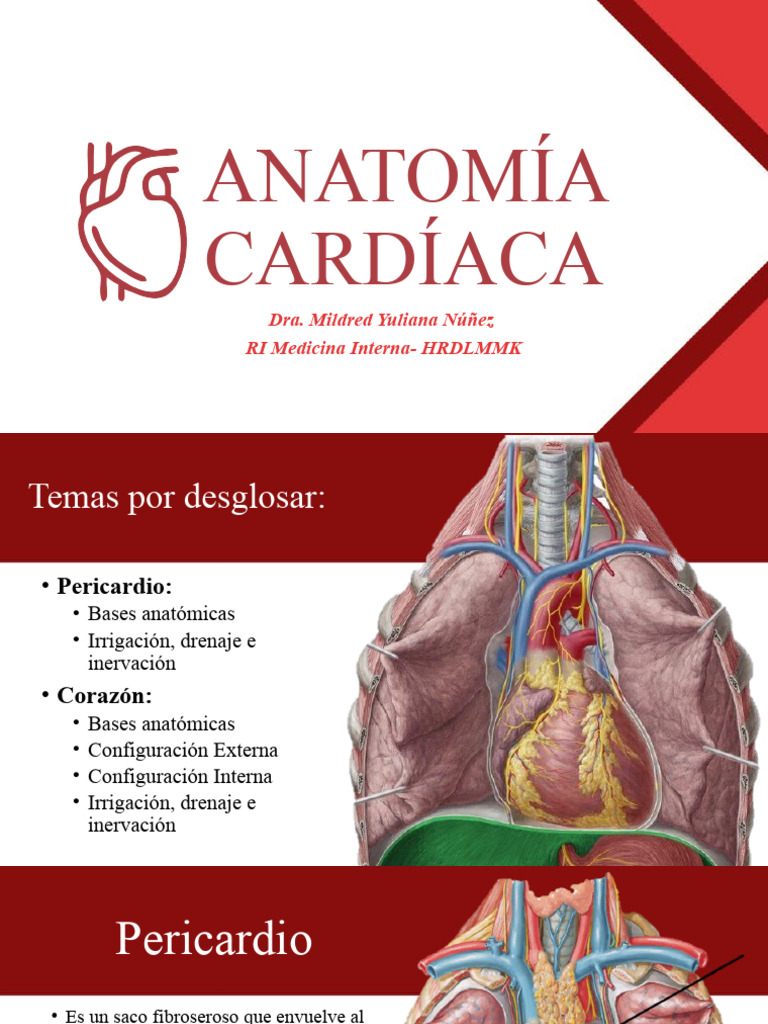 Anatomía del Corazón y Pericardio | PDF | Corazón | Ventrículo (corazón)