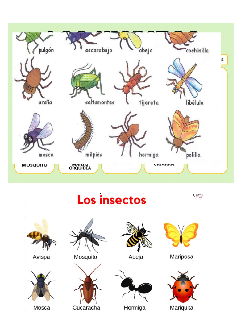 Insecto S | PDF