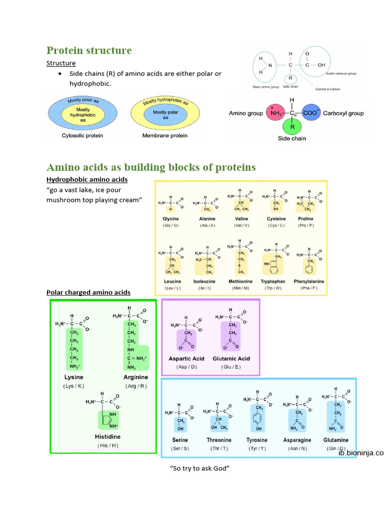 Protein structure | PDF | Beta Sheet | Enzyme