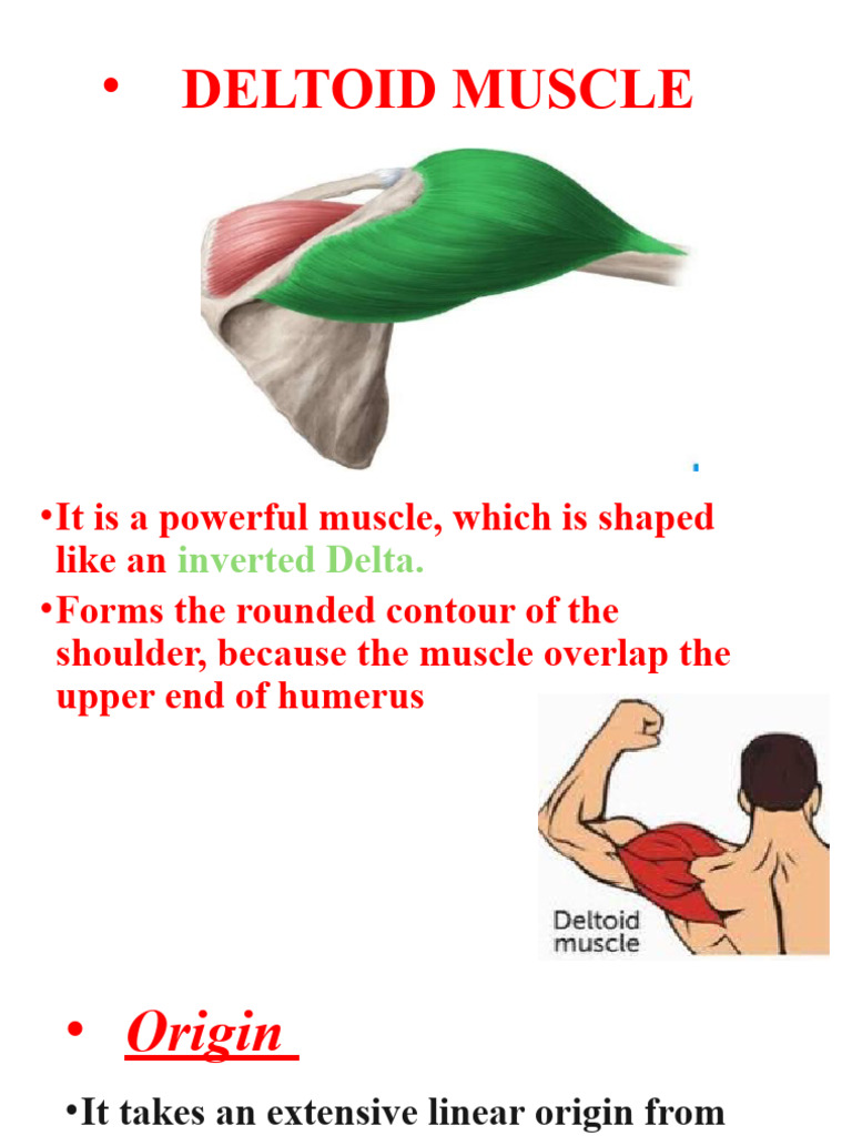 Deltoid Muscle Presentation | PDF | Social Science | Science & Mathematics