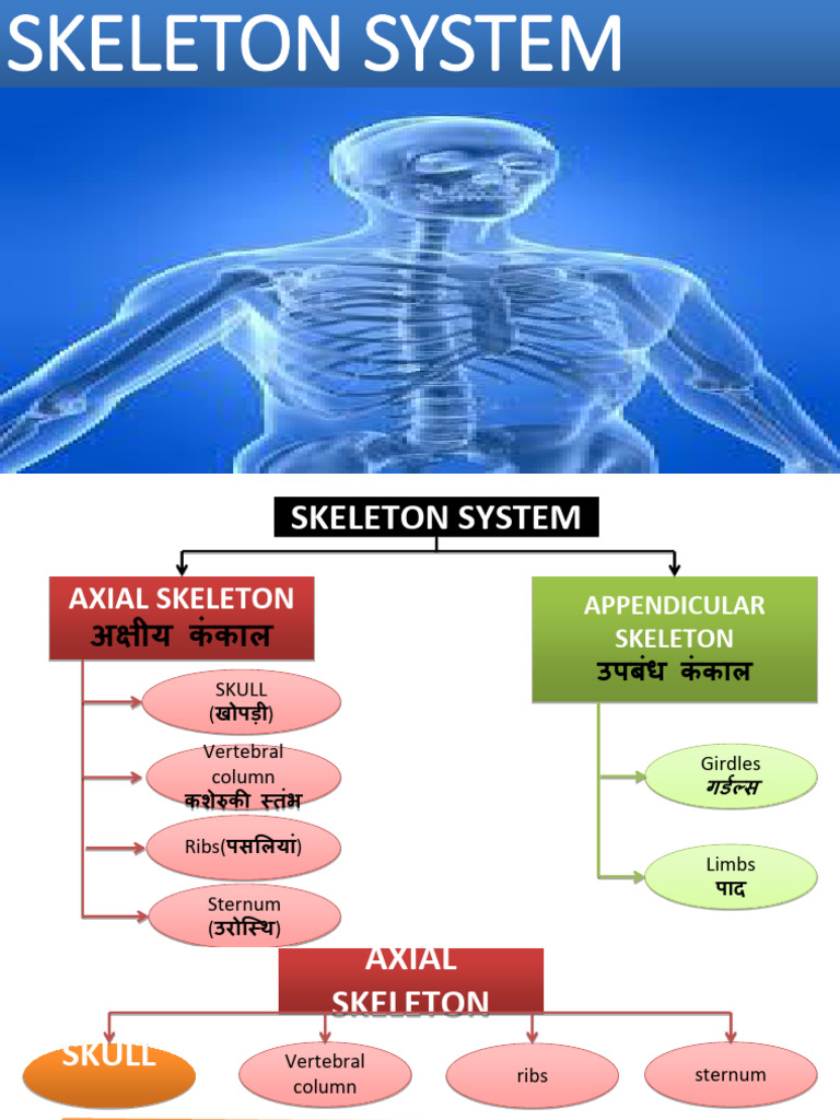Skeleton System-1 20240713084432 | PDF | Arthritis | Skull