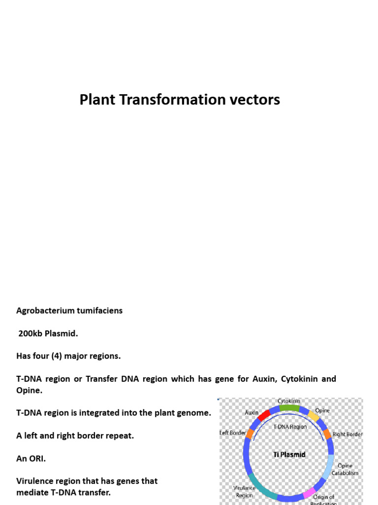 Plant Transformation Vectors | Download Free PDF | Molecular Cloning ...