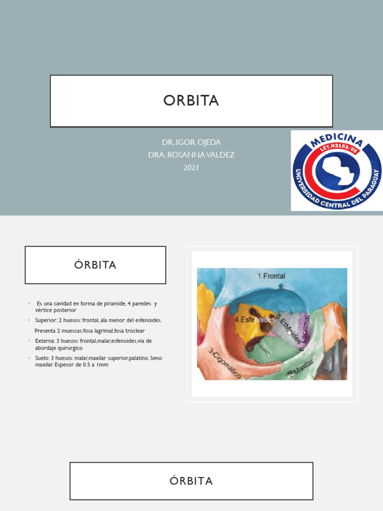 Orbita | PDF | Medicina CLINICA | Anatomía
