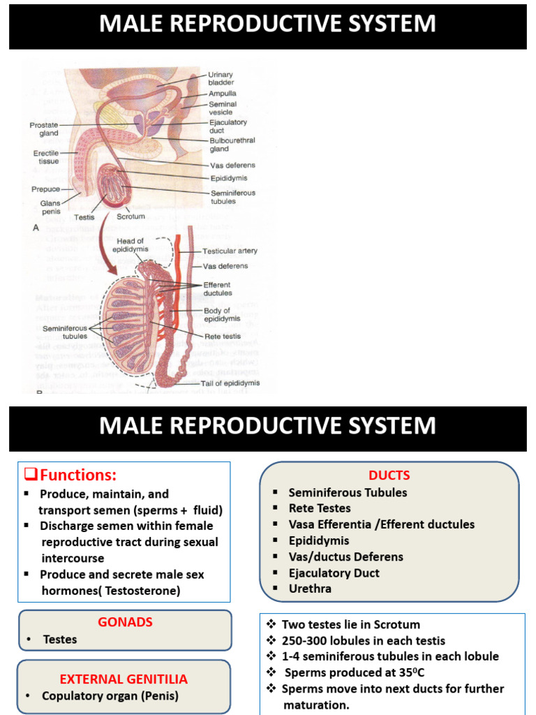Male Reproductive System | PDF | Testicle | Endocrine System