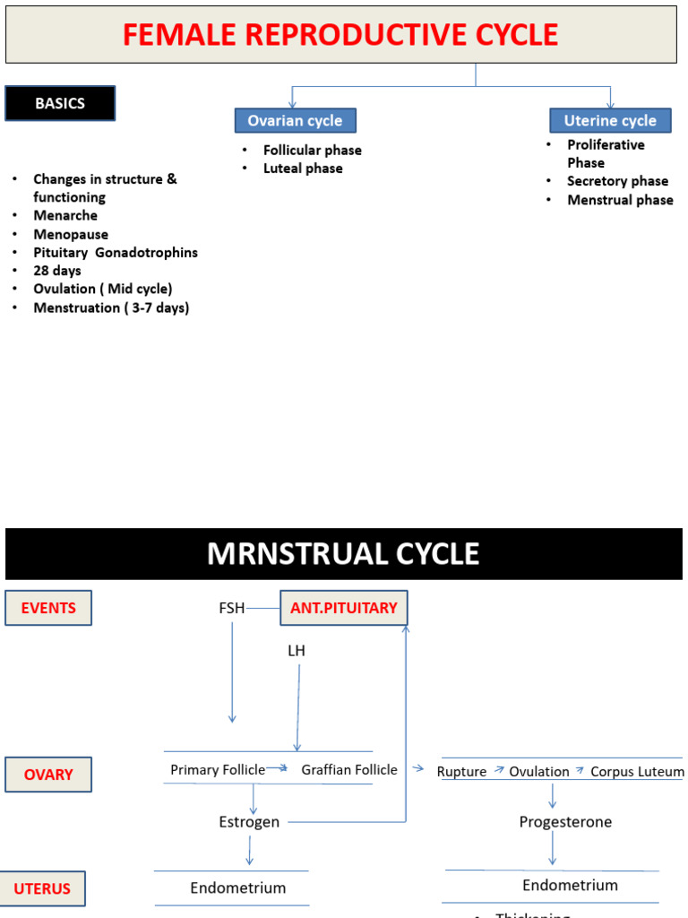 Menstrual Cycle | PDF | Wellness | Science & Mathematics