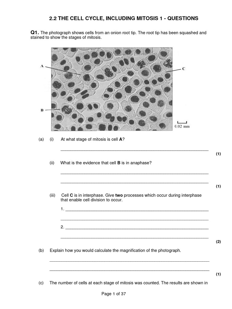 2.2-the-cell-cycle-including-mitosis-1-questions | PDF | Mitosis | Meiosis