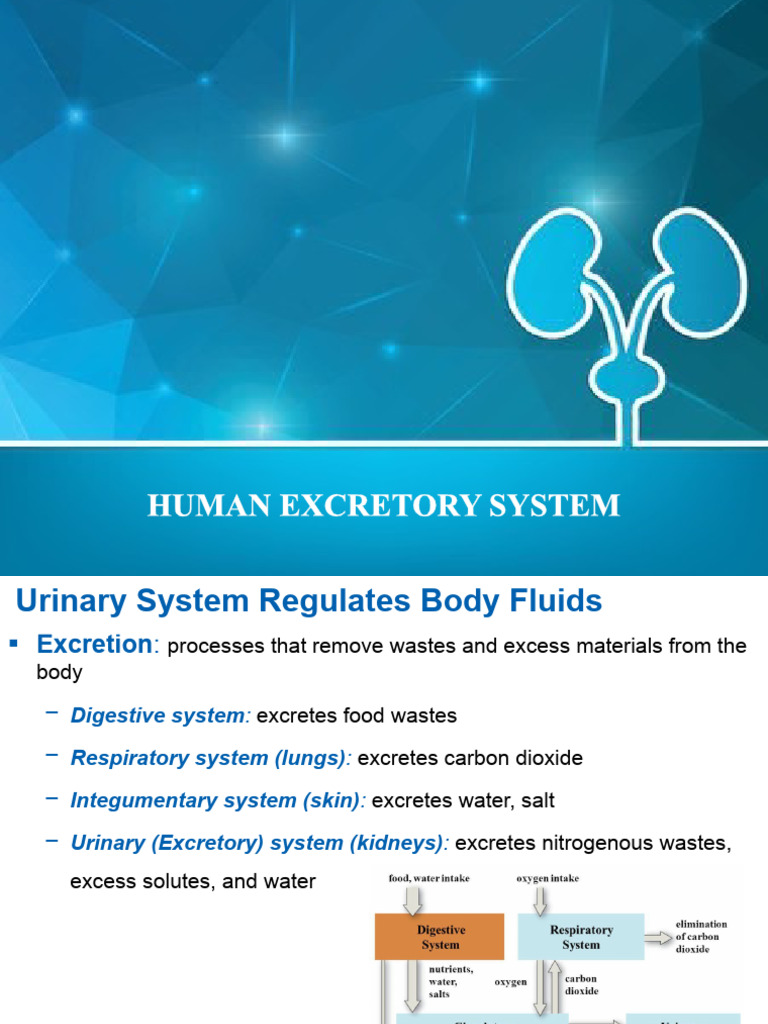 Understanding the Human Excretory System | PDF | Kidney | Urinary System