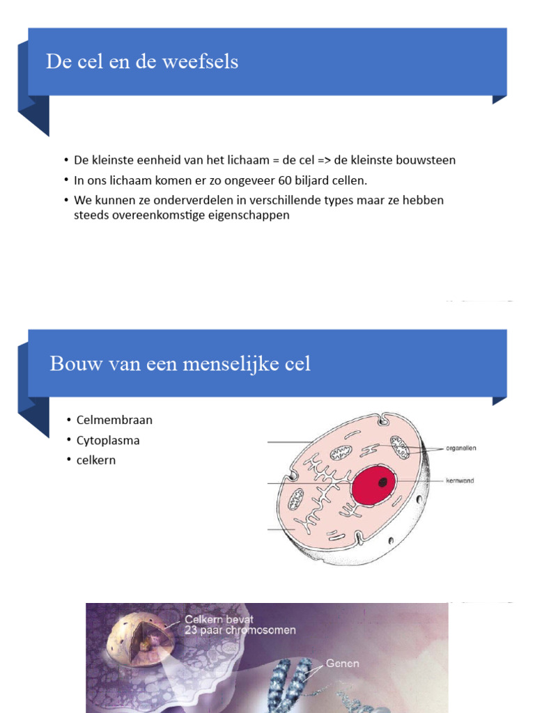 Powerpoint Skelet en Beenderen | PDF