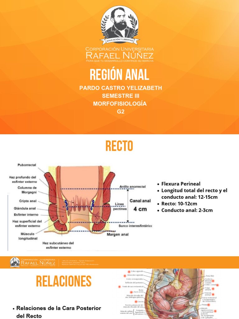 Región Anal | PDF | Recto | Pelvis