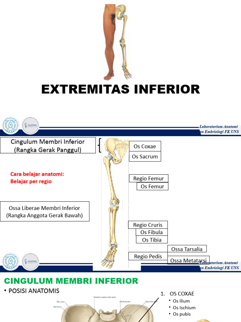 Extremitas Inferior - Ghilman | PDF
