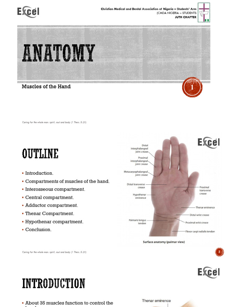 Cmda Muscles of Hand | PDF | Thumb | Hand