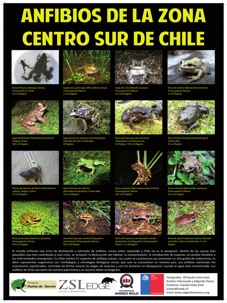 Anfibios de Chile | PDF