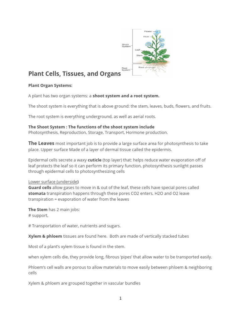 Introduction To Plants 23 24 Summary Update | PDF | Flowers | Fertilisation
