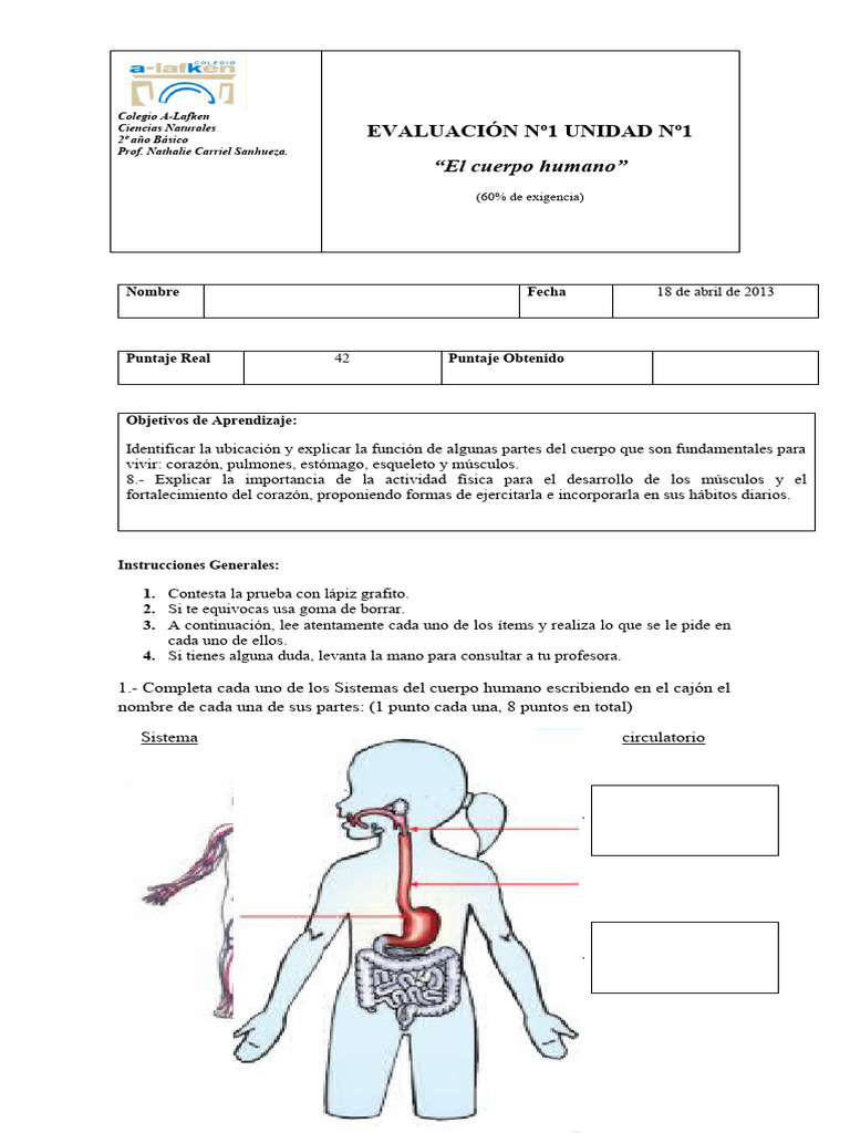 Evaluacion Cuerpo Humano Tema 1 Final | PDF | Corazón | Sistema digestivo humano