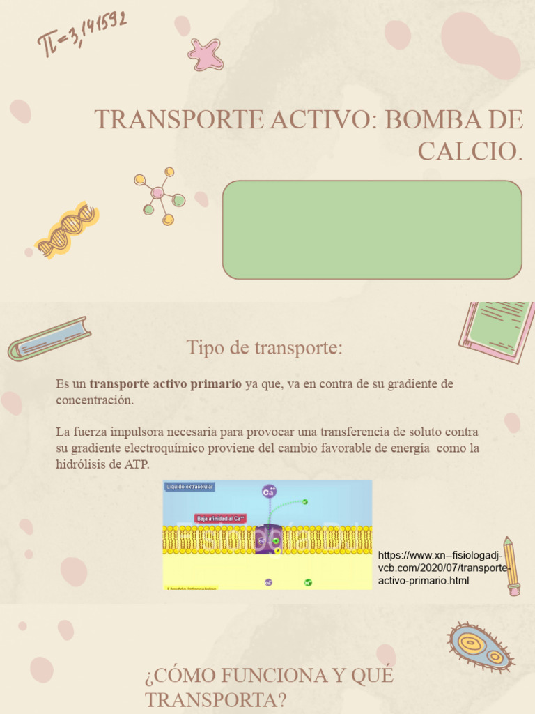 Bomba de Calcio: Transporte Activo Primario | PDF | Biología Celular ...