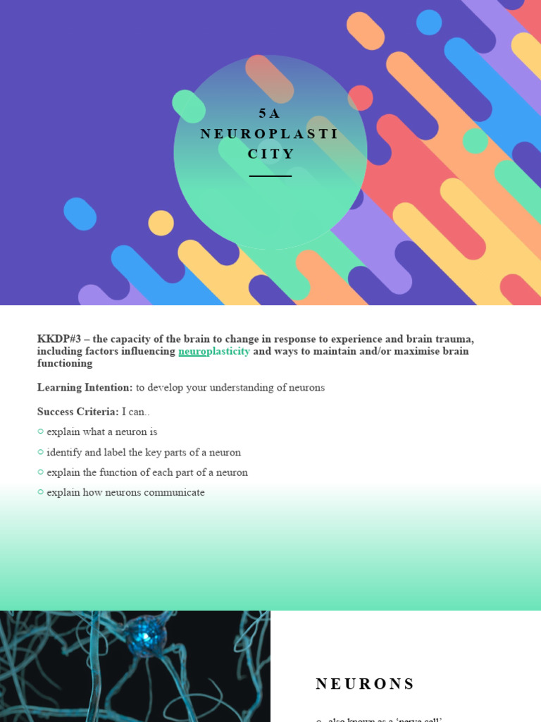 Neuroplasticity | PDF | Neuron | Synapse