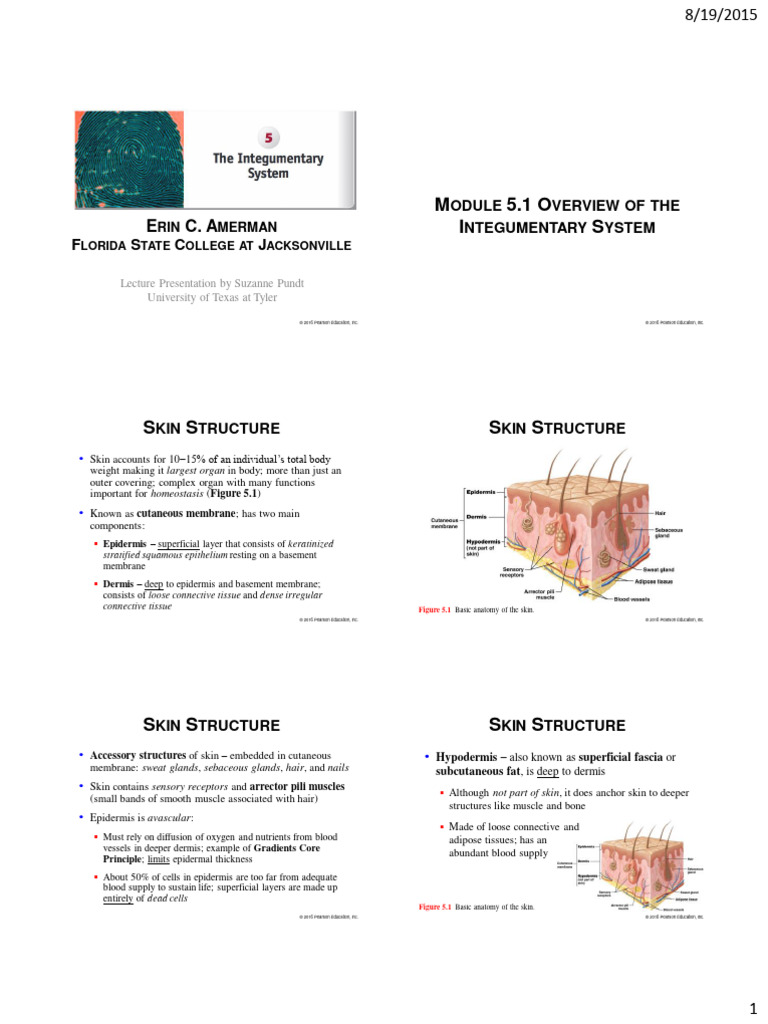 Skin Biology | PDF | Epidermis | Skin