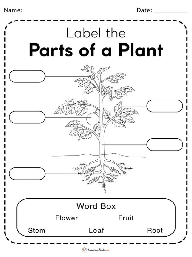 Parts of A Plant Worksheet | PDF