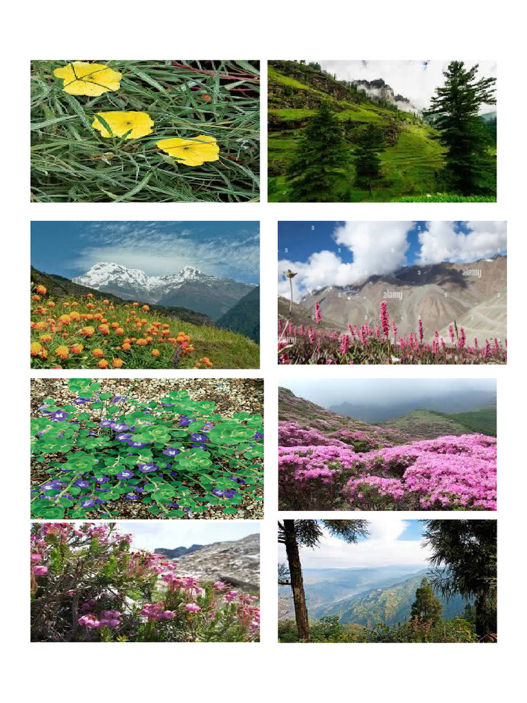 Beautiful Flowers Printout | PDF