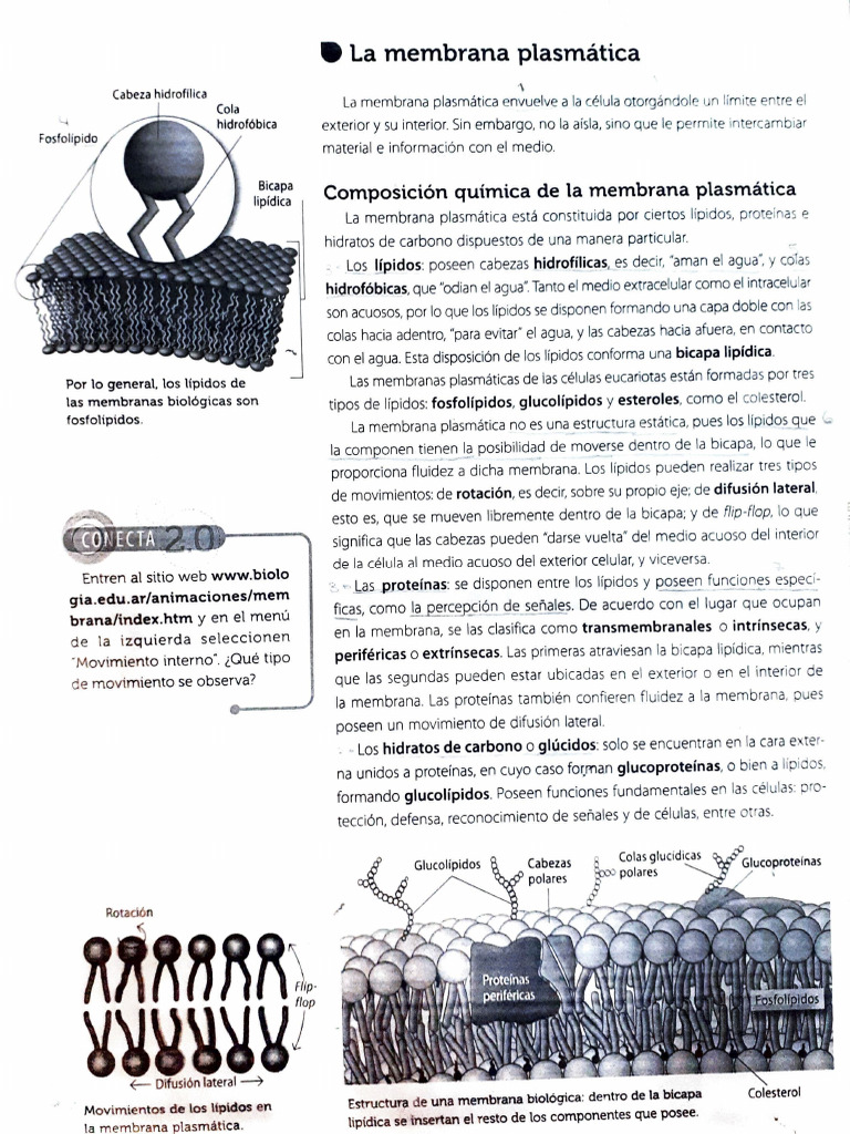La Membrana Plasm-Tica | PDF | Membrana biológica | Membrana celular