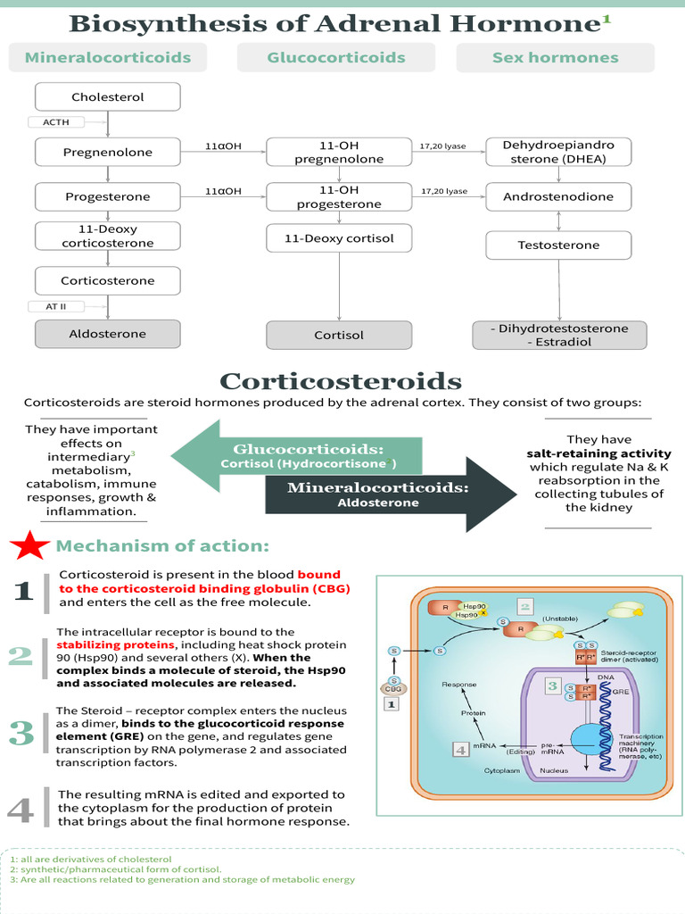 Corticosteroids: Functions and Uses | PDF | Glucocorticoid | Cortisol