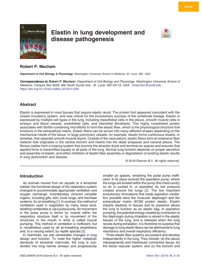 Elastin in Lung Development And... | PDF | Lung | Respiratory Tract