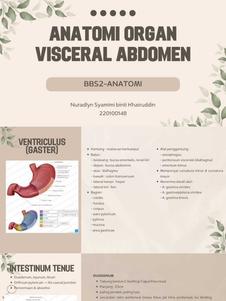 Anatomi Organ Visceral Abdomen | PDF