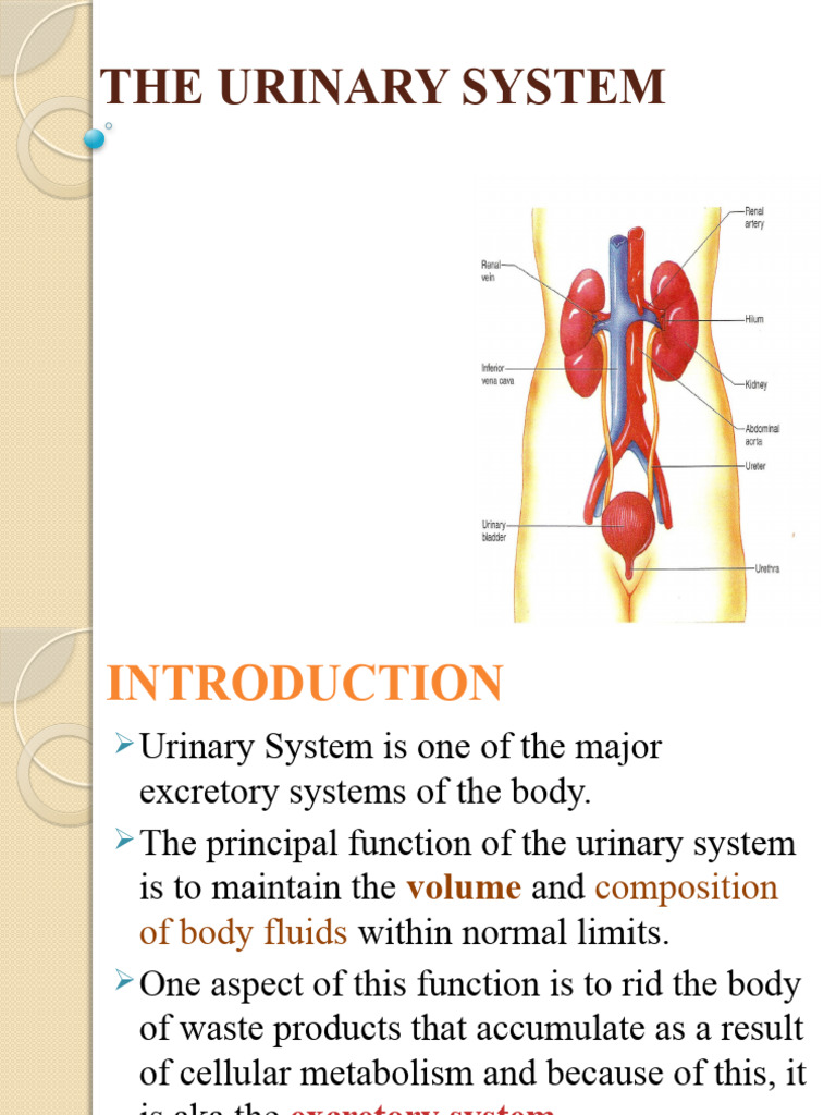 Overview of the Urinary System | PDF | Kidney | Urination