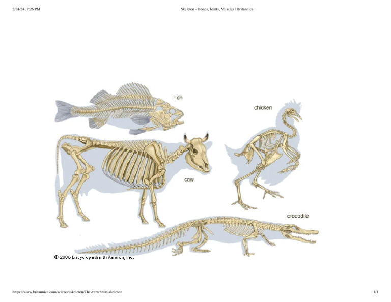 Skeleton - Bones, Joints, Muscles - Britannica | PDF Skeleton - Bones, Joints, Muscles - Britannica | PDF