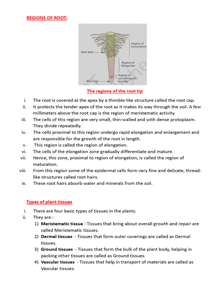 Plant Tissues | PDF | Tissue (Biology) | Root