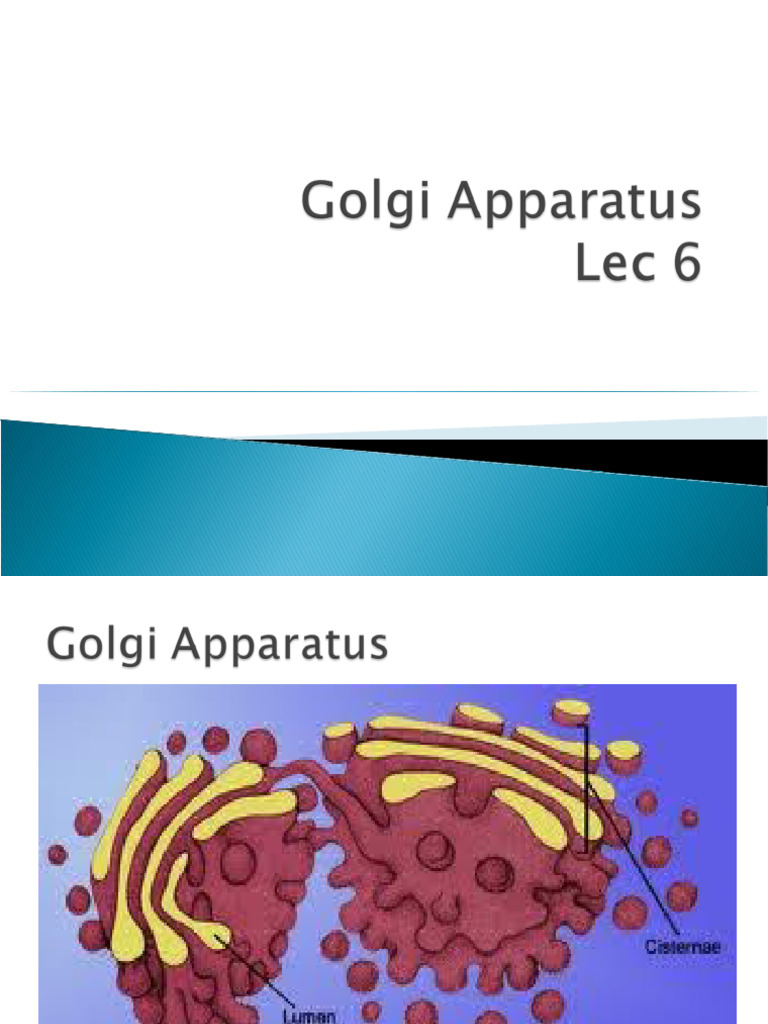 Lec6 Golgi Apparatus | PDF | Endoplasmic Reticulum | Lysosome