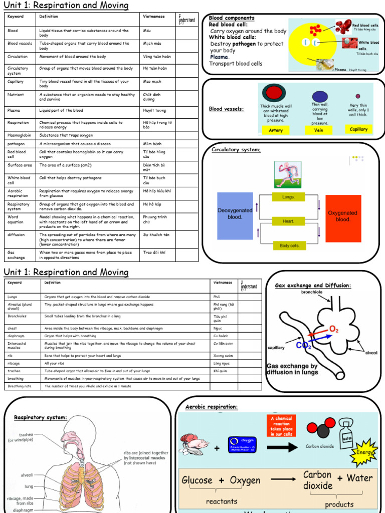 Respiration and Moving Knowledge Organiser | PDF | Respiratory System | Lung