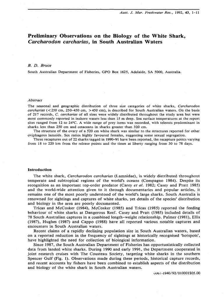 Bruce 1992 | PDF | Great White Shark | Sharks