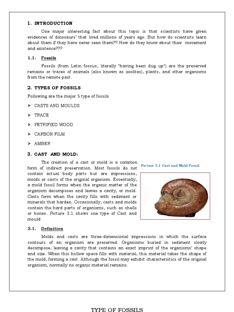 Understanding Mold and Cast Fossils | PDF | Amber | Fossil