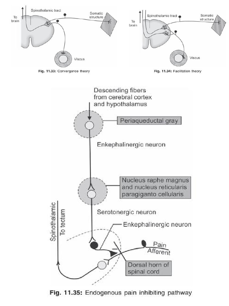 Imp Flowcharts For LAQ Physio Paper 2 | PDF