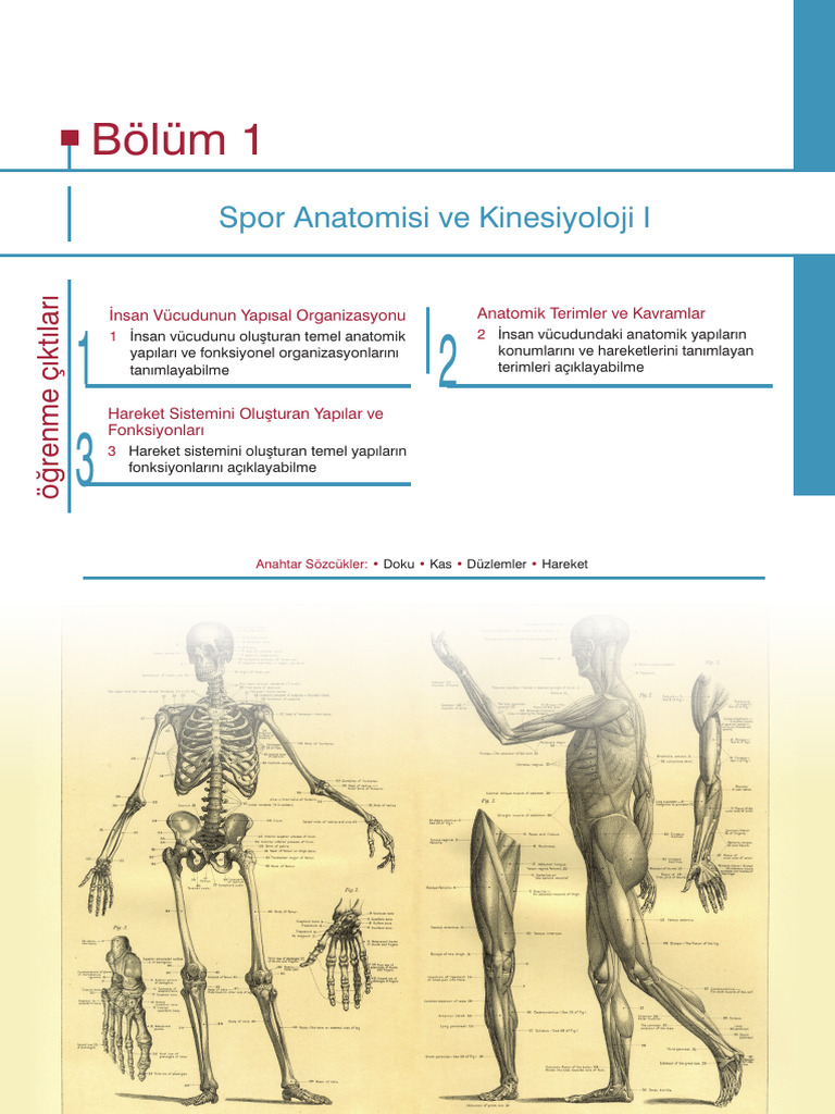 Spor Anatomisi Ve Kinesiyoloji I: İnsan Vücudunun Yapısal Organizasyonu ...