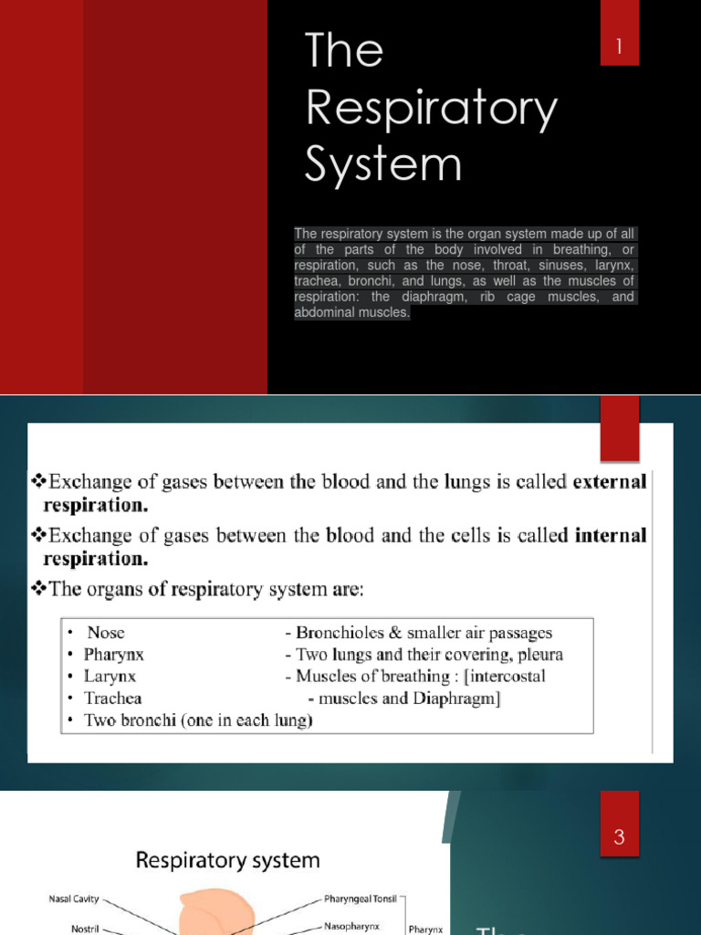 Lecture 1-Respiratory System-Upper Respiratory | PDF | Larynx | Human Nose