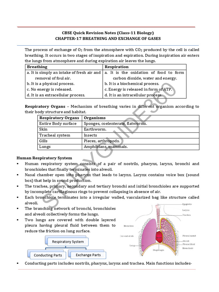 11_biology_notes_ch17_breathing_and_exchange_of_gases_unlocked ...