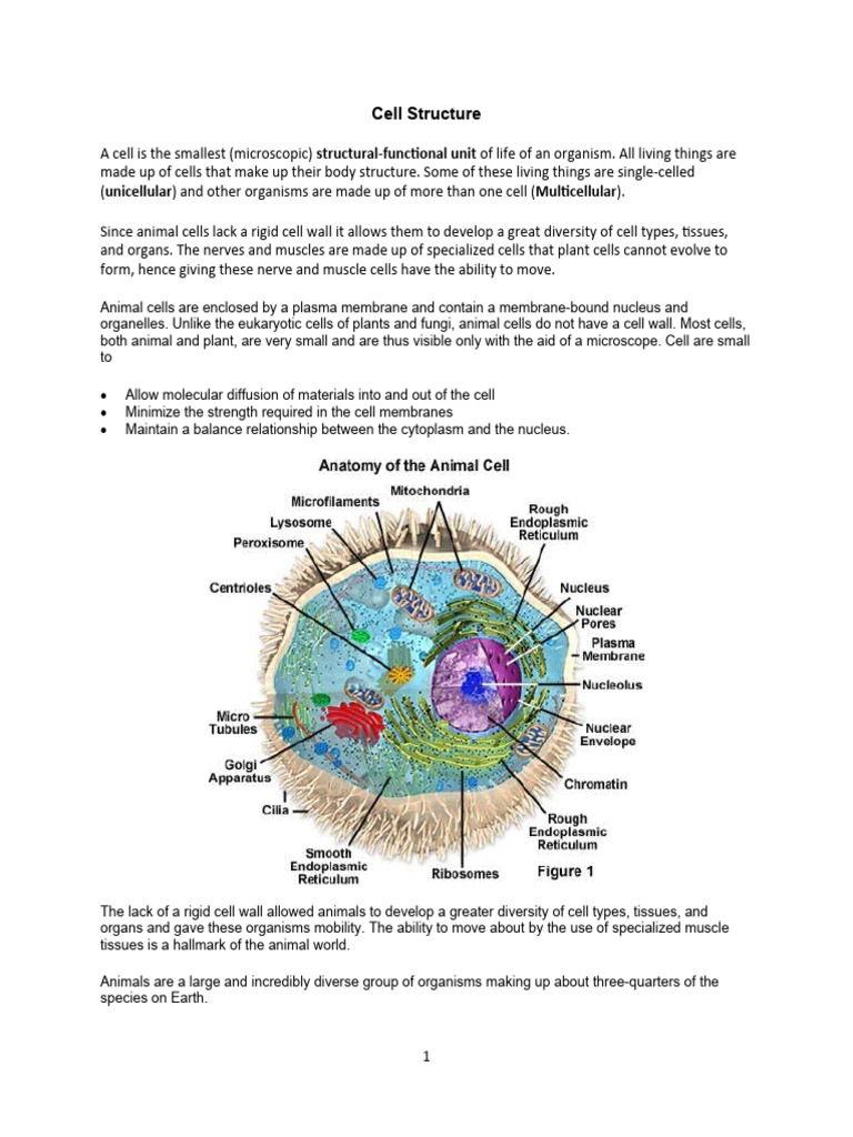 Cytology | PDF | Endoplasmic Reticulum | Microtubule