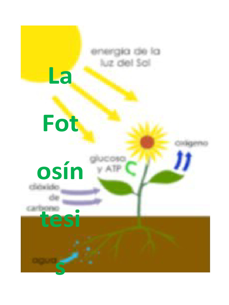 Importancia y Proceso de la Fotosíntesis | PDF | Fotosíntesis | Plantas