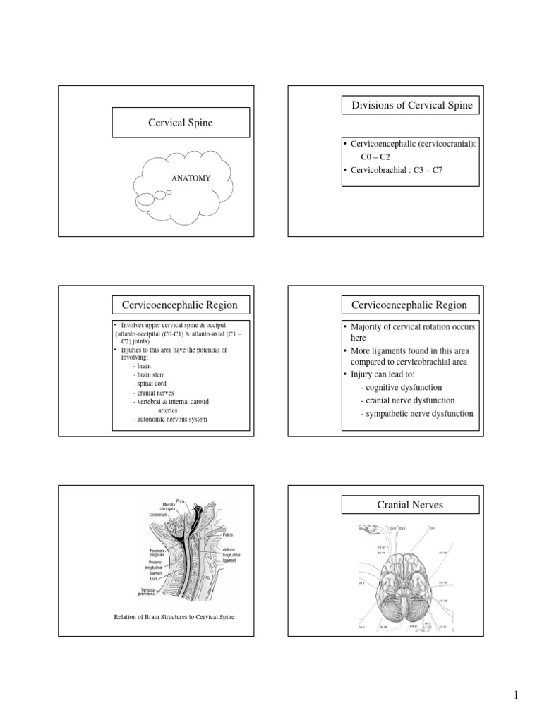 Cervical Spine Assessment Student Copy1 | PDF | Spinal Cord | Vertebra