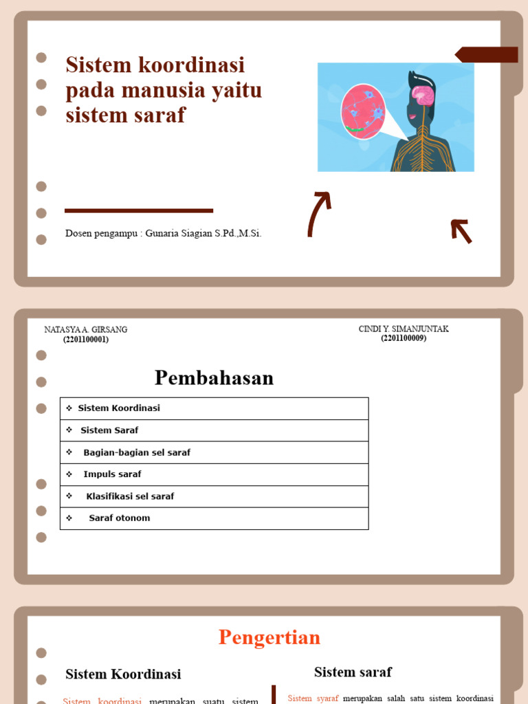 Sistem Koordinasi Pada Manusia Yaitu Sistem Saraf: Dosen Pengampu ...